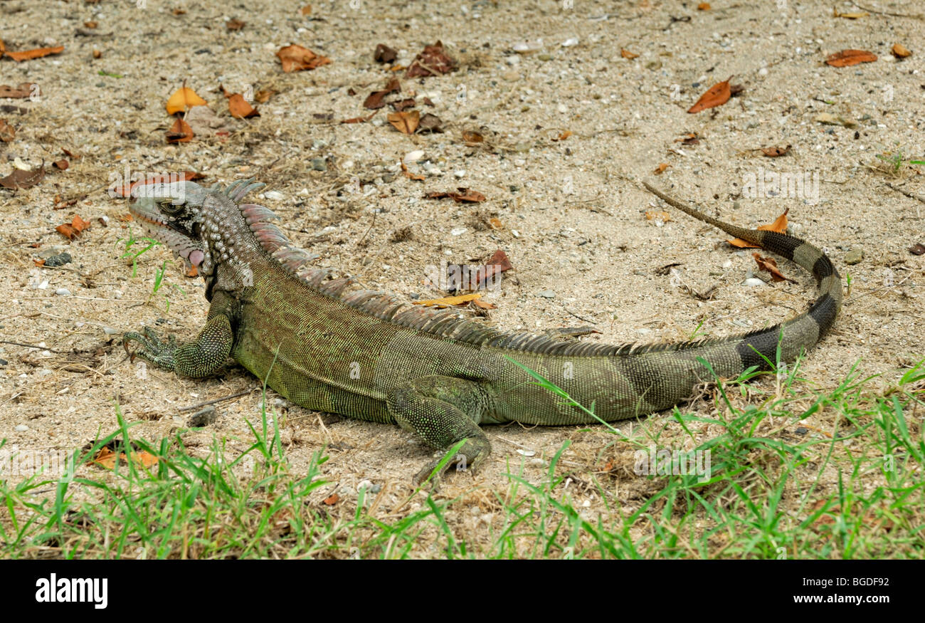 United kingdom u s virgin islands hi-res stock photography and images ...