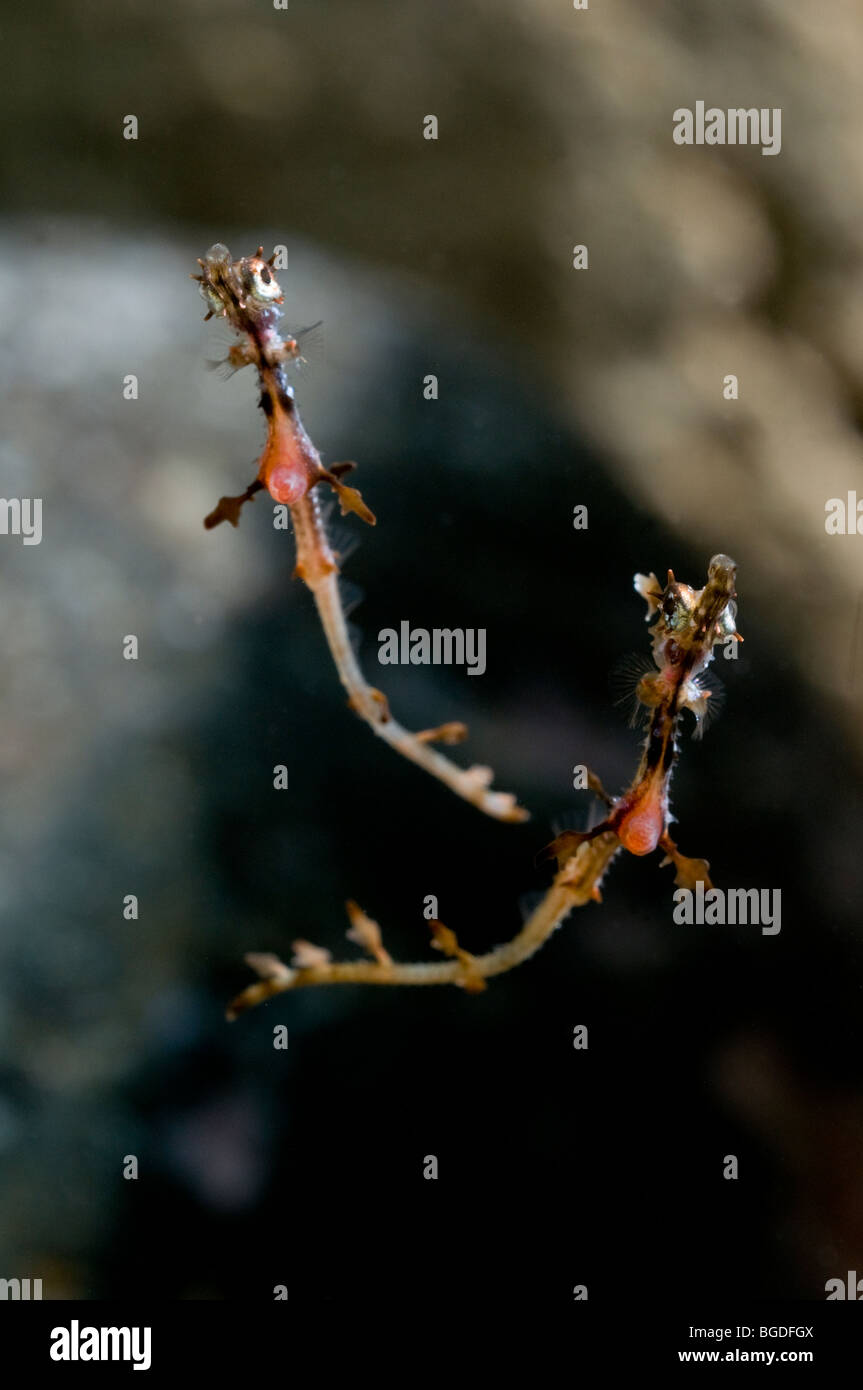 Leafy Sea Dragon Baby