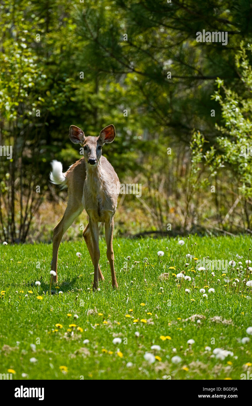 White-tailed deer browsing Ontario suburban lawn, Greater Sudbury ...