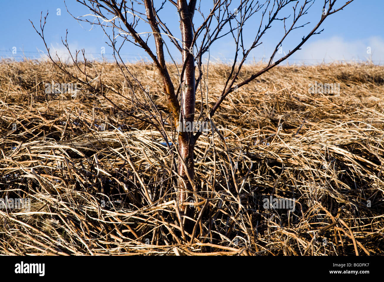 Birch tree betula winter hi-res stock photography and images - Alamy