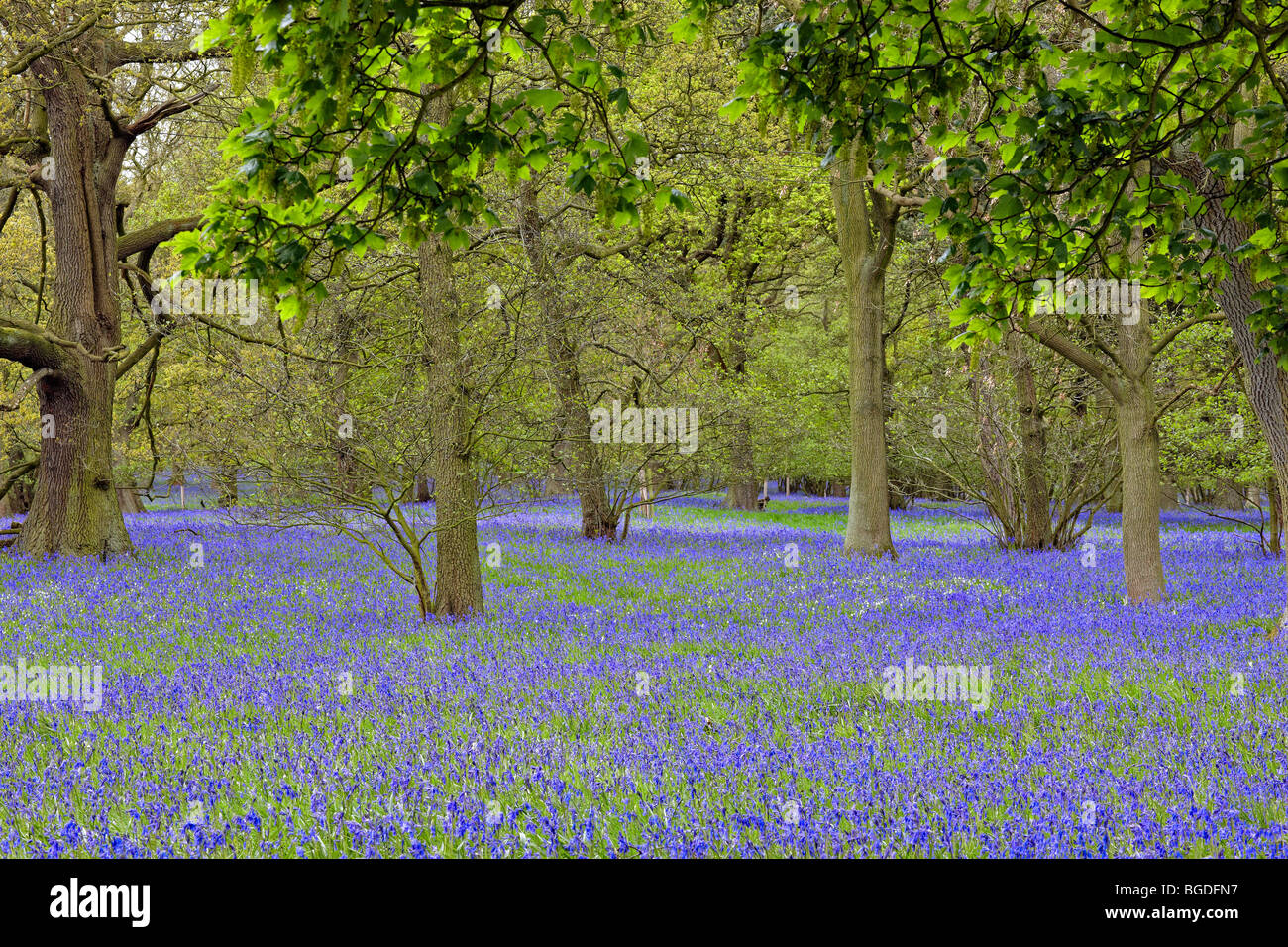 Bluebell in spring hi-res stock photography and images - Alamy