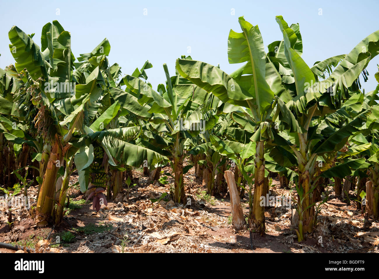 Banana Plantation Cyprus High Resolution Stock Photography and Images ...