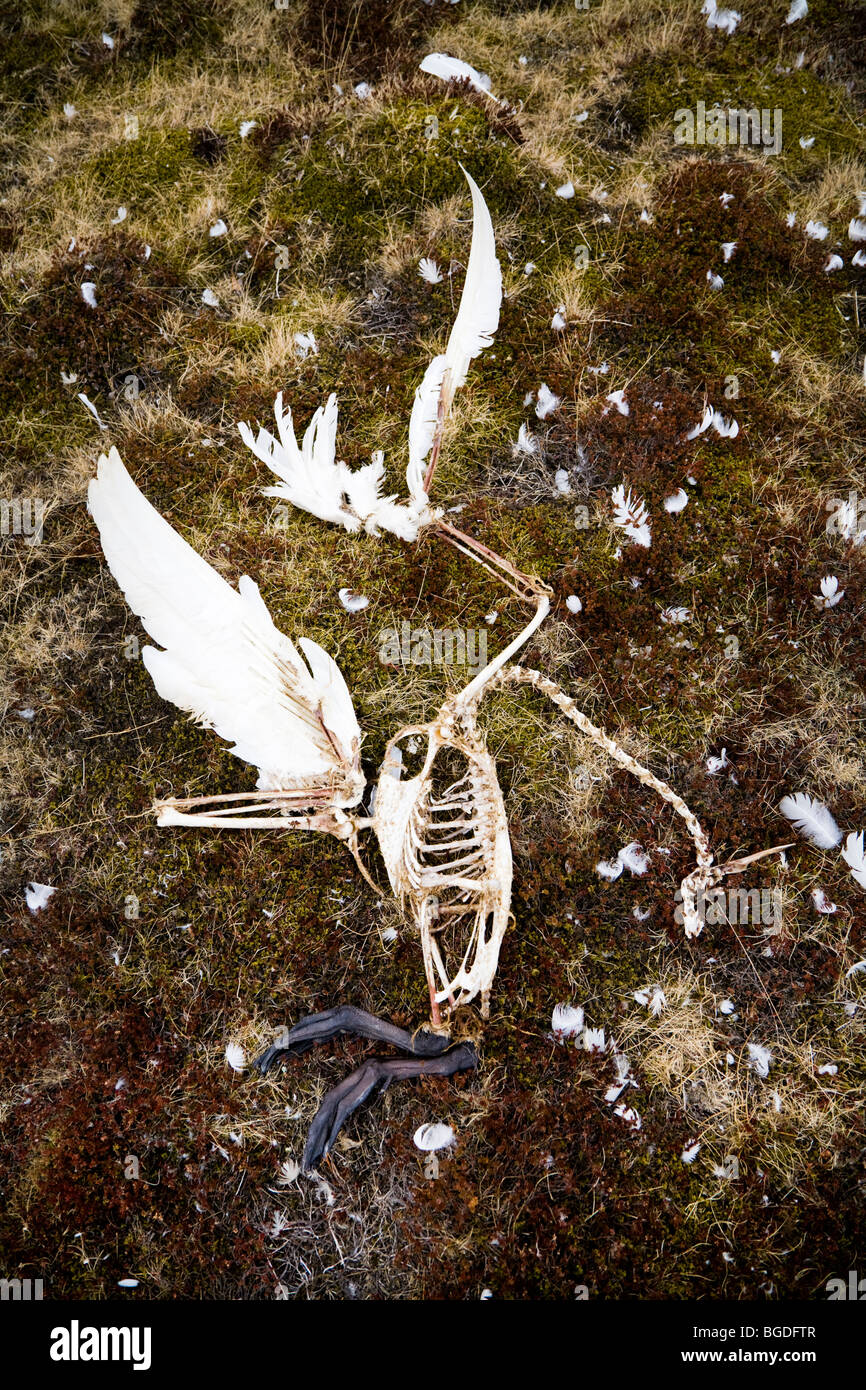 Dead swan hi-res stock photography and images - Alamy