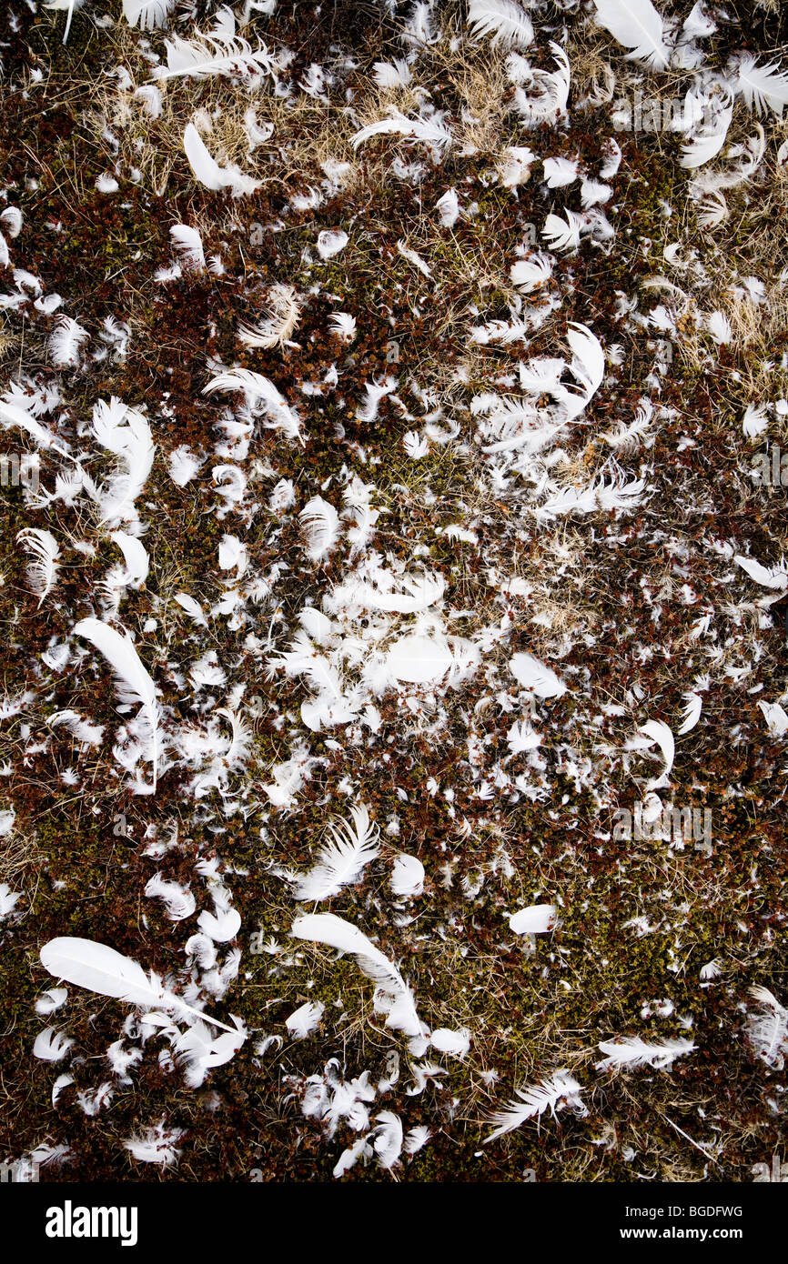 Dead swan hi-res stock photography and images - Alamy