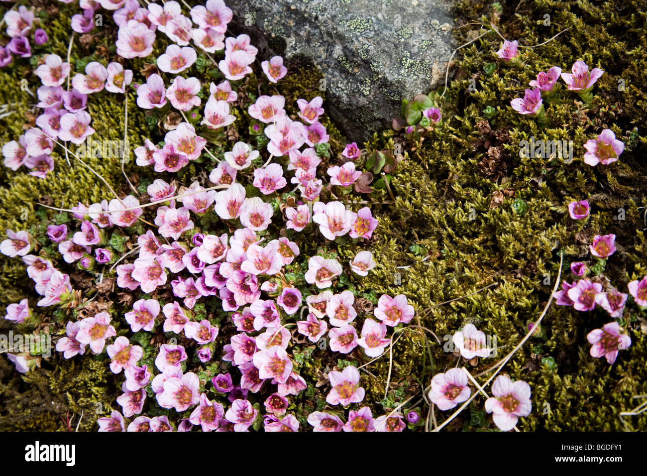 Moss and wildflowers hi-res stock photography and images - Alamy