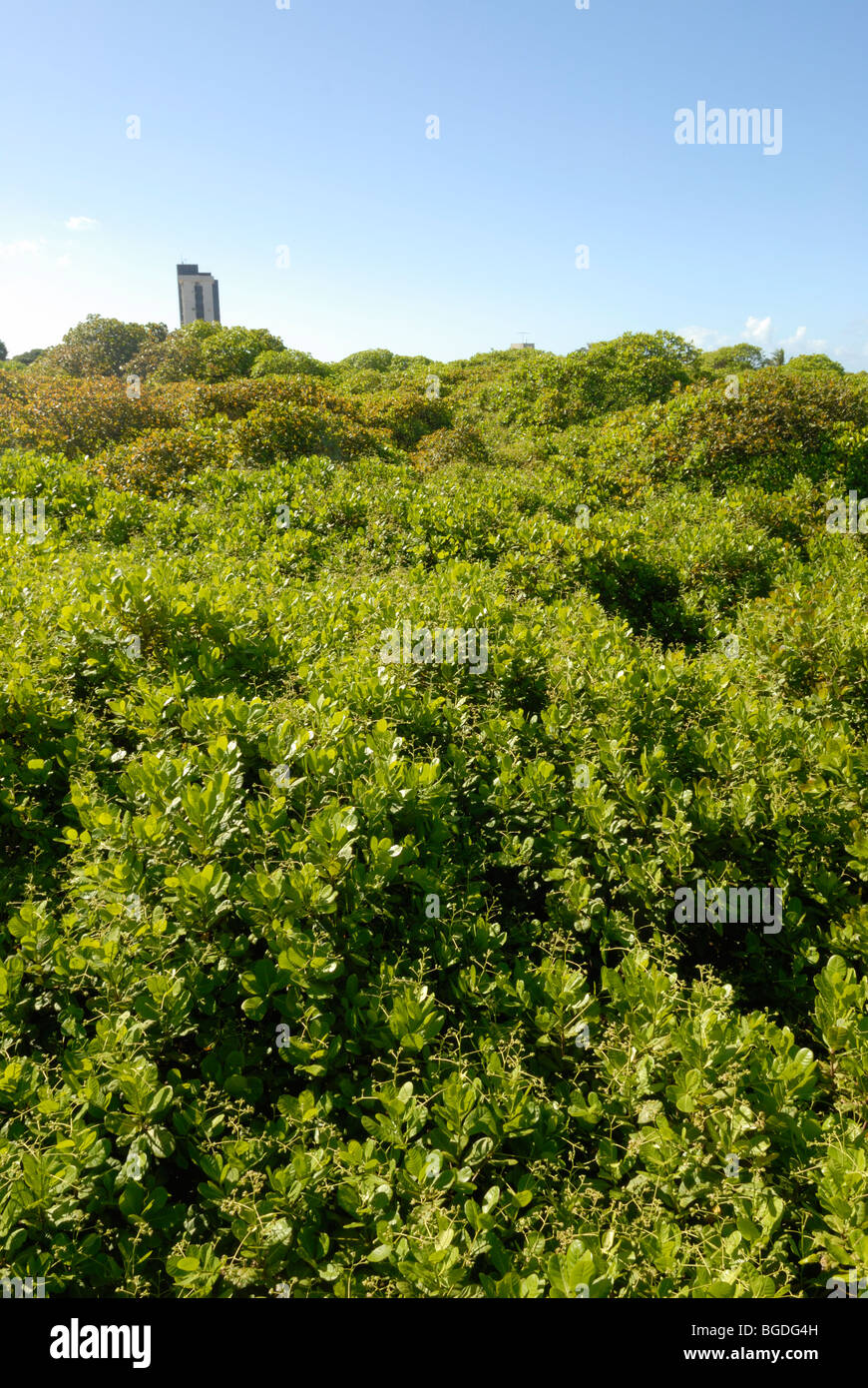 Kaju tree hi-res stock photography and images - Alamy
