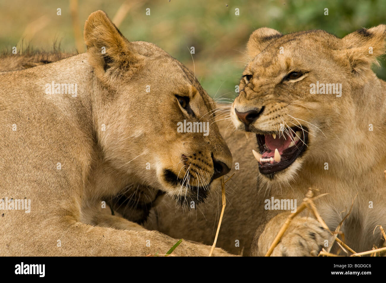 Young lions snarl and bare teeth in defense Stock Photo - Alamy