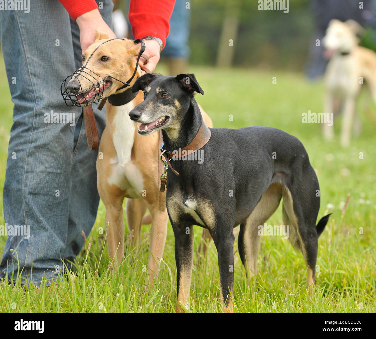 Coursing With Dogs Lurchers High Resolution Stock Photography and ...