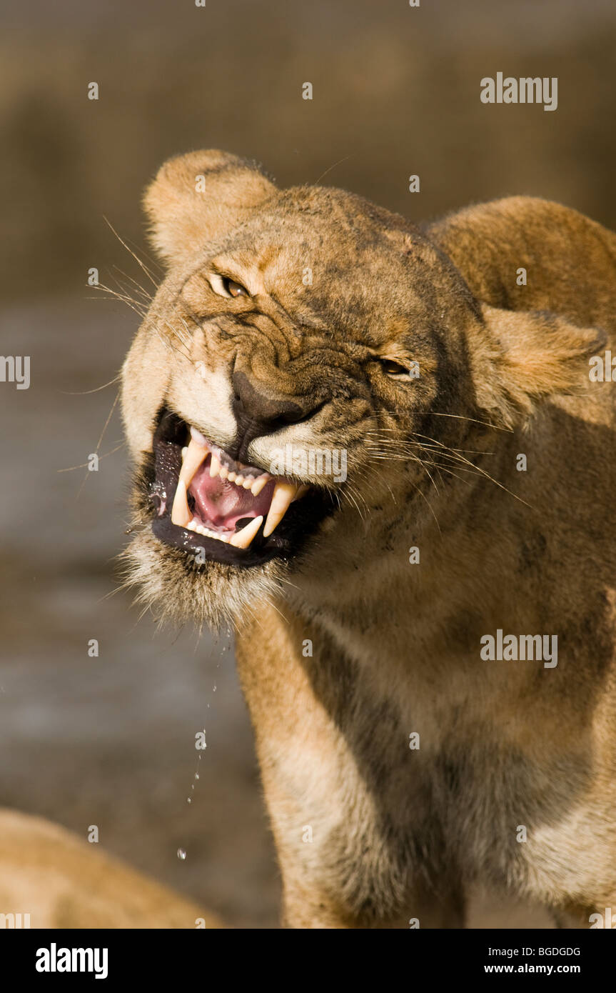 Snarling lions hi-res stock photography and images - Alamy