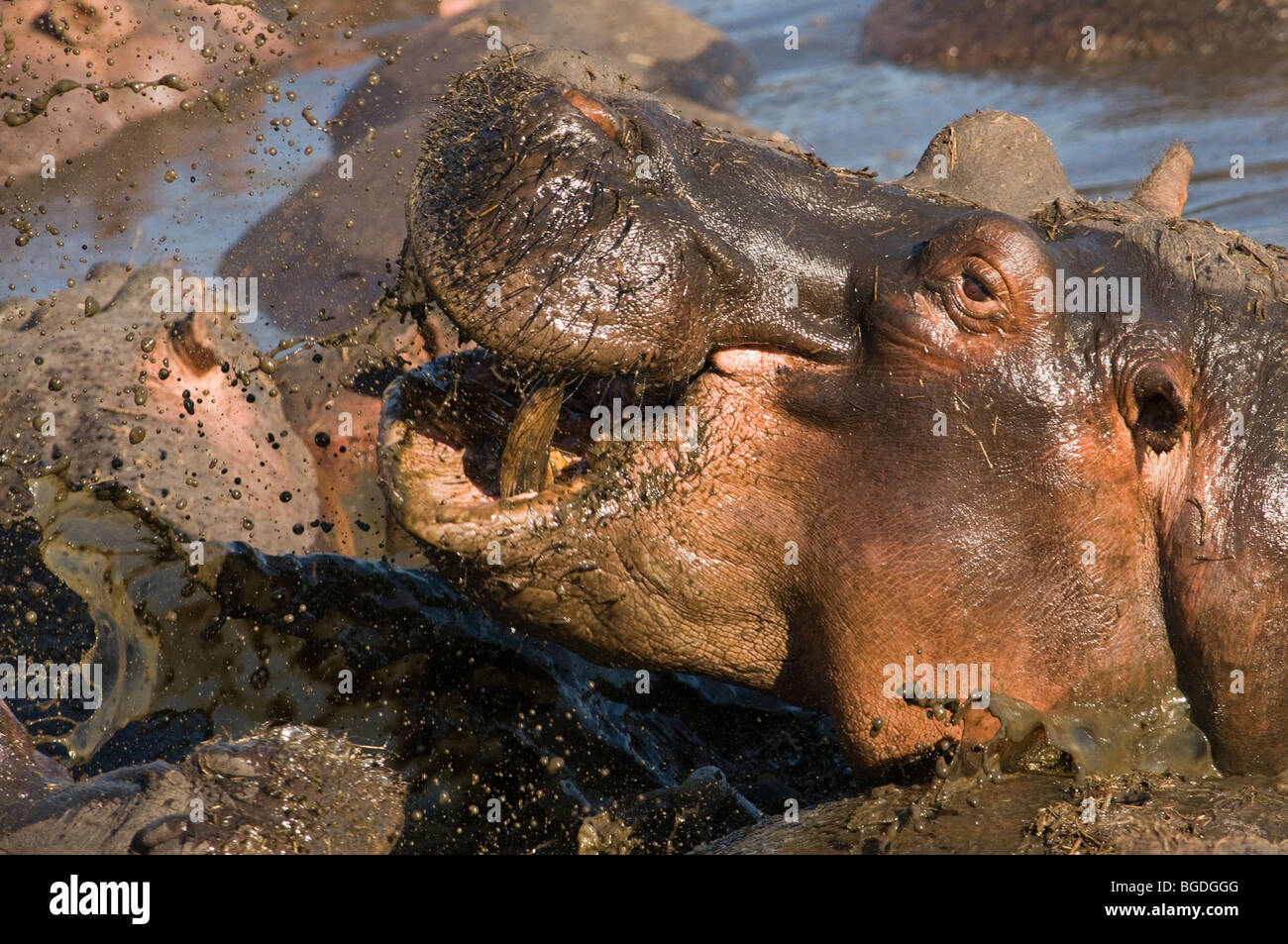 Hippopotamus fighting hi-res stock photography and images - Alamy