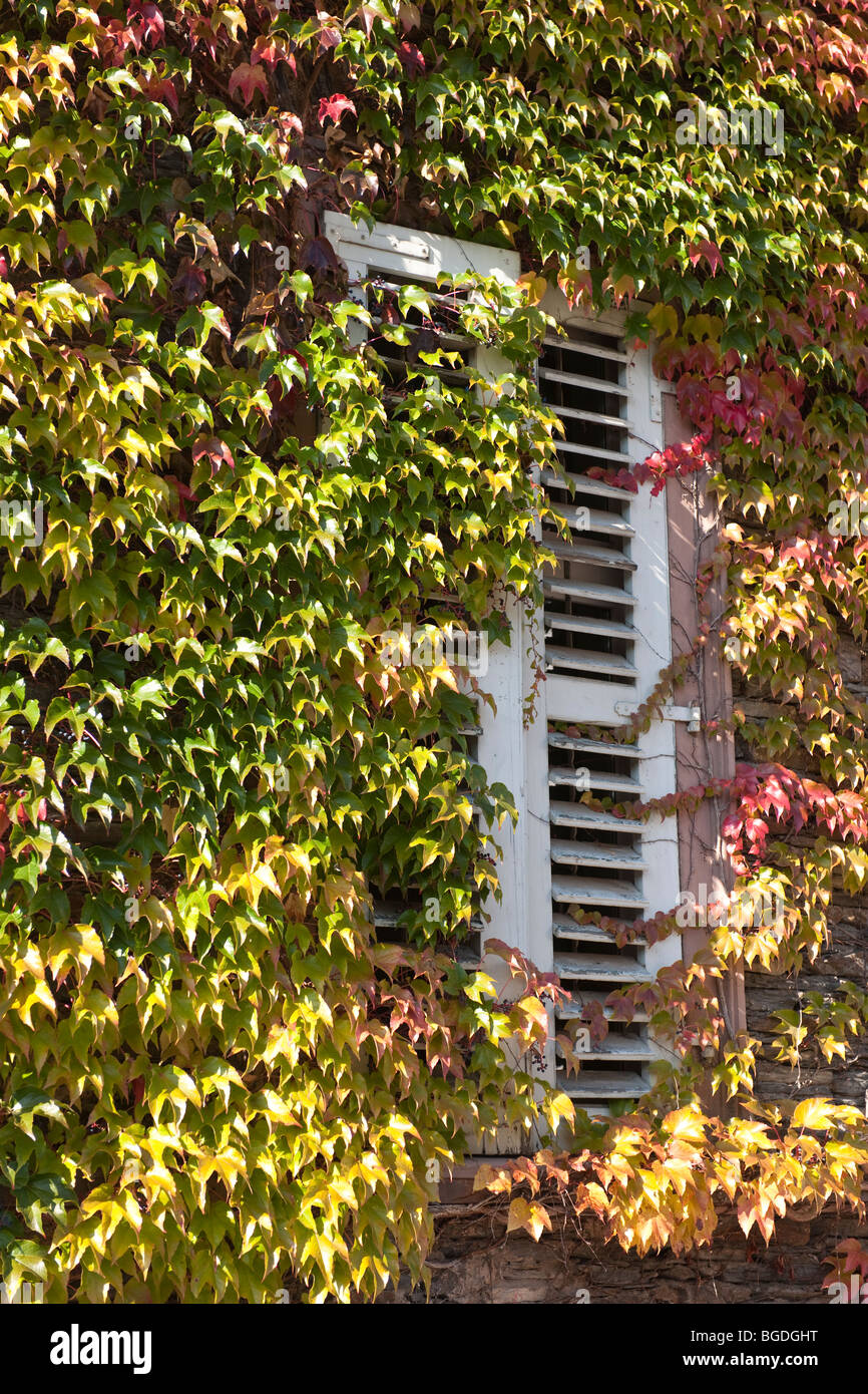 Autumnally colored vine leaves on the wall of a house, window with ...