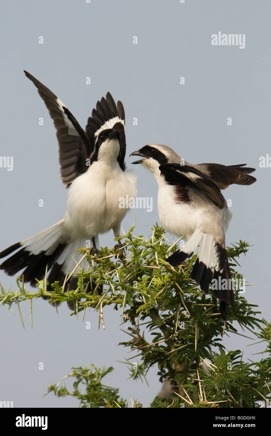 Lesser grey shrikes Lanius minor displaying in acacia tree, Katavi ...