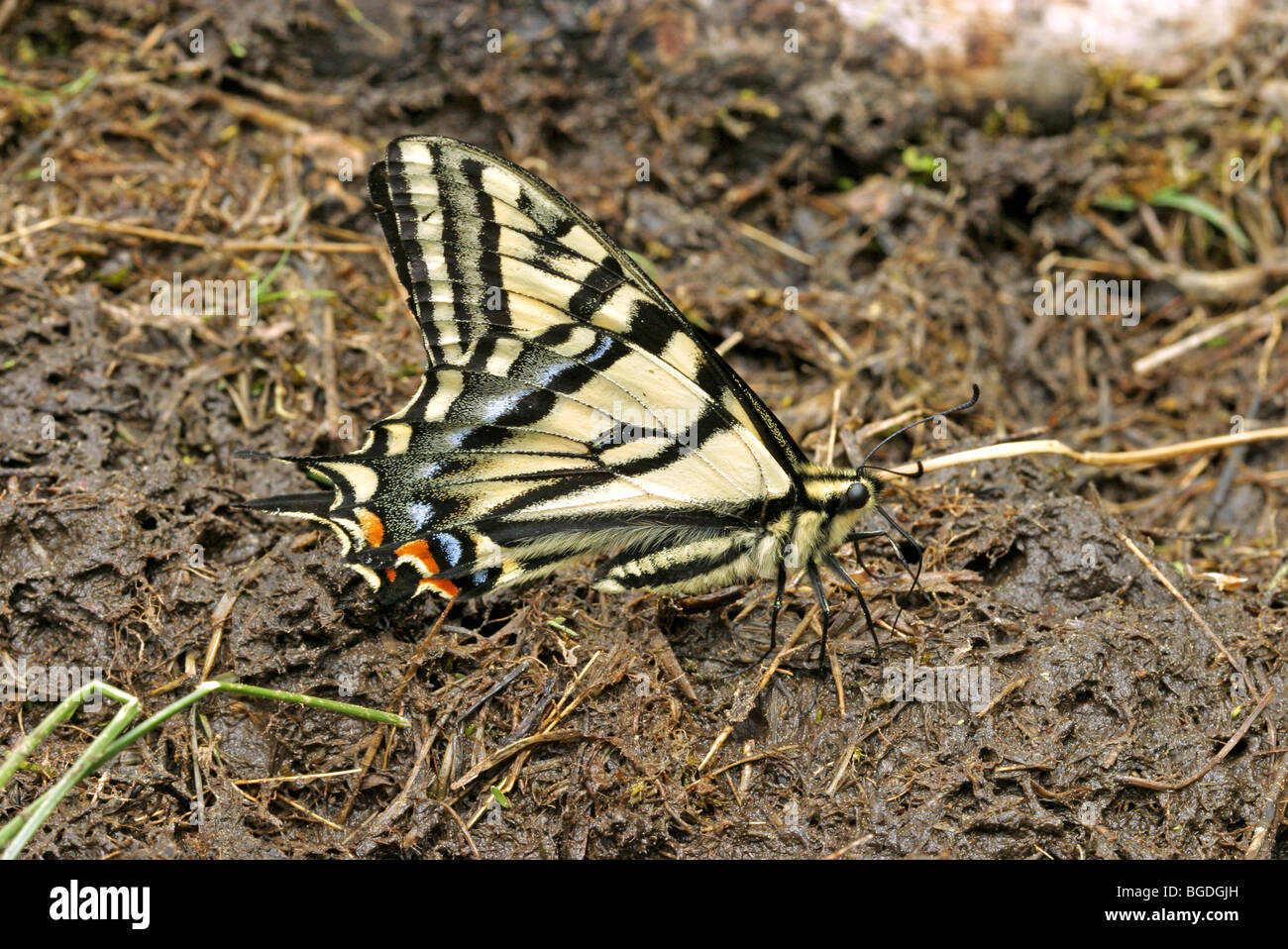 Western Tiger Swallowtail Stock Photo - Alamy
