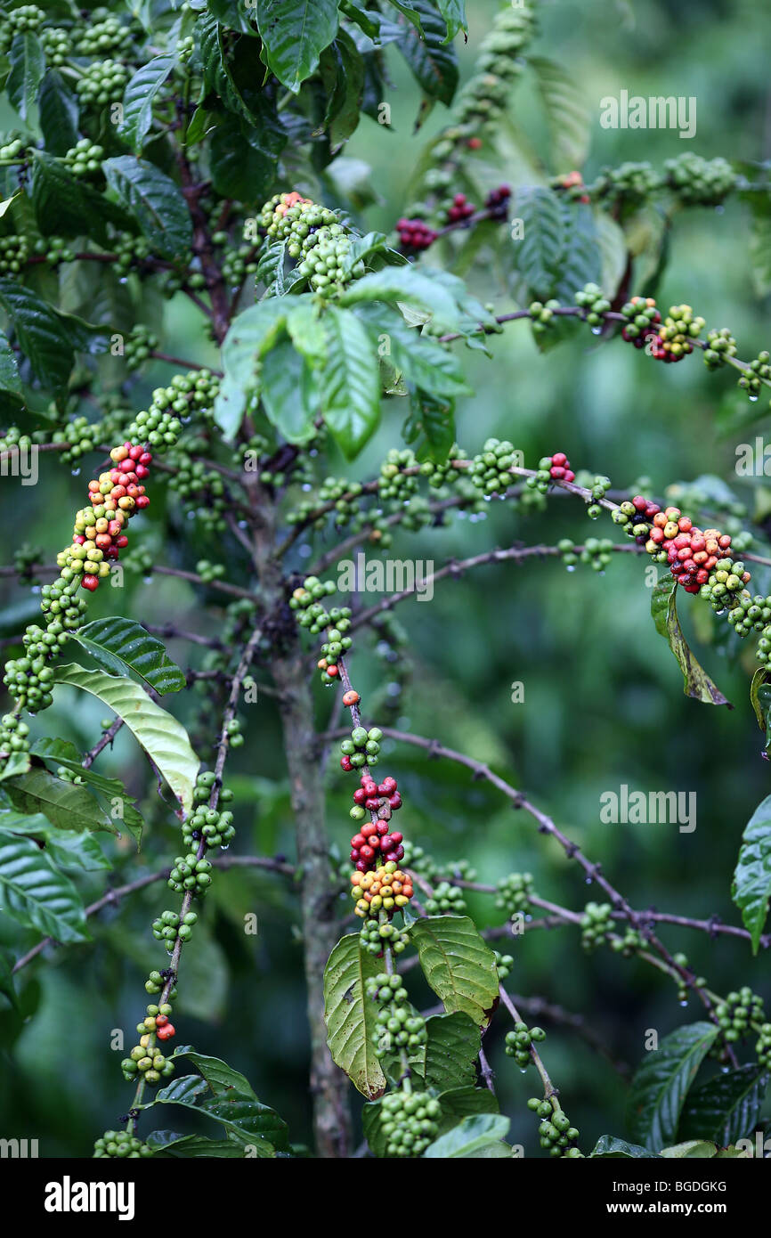 Ripening coffee beans Stock Photo - Alamy