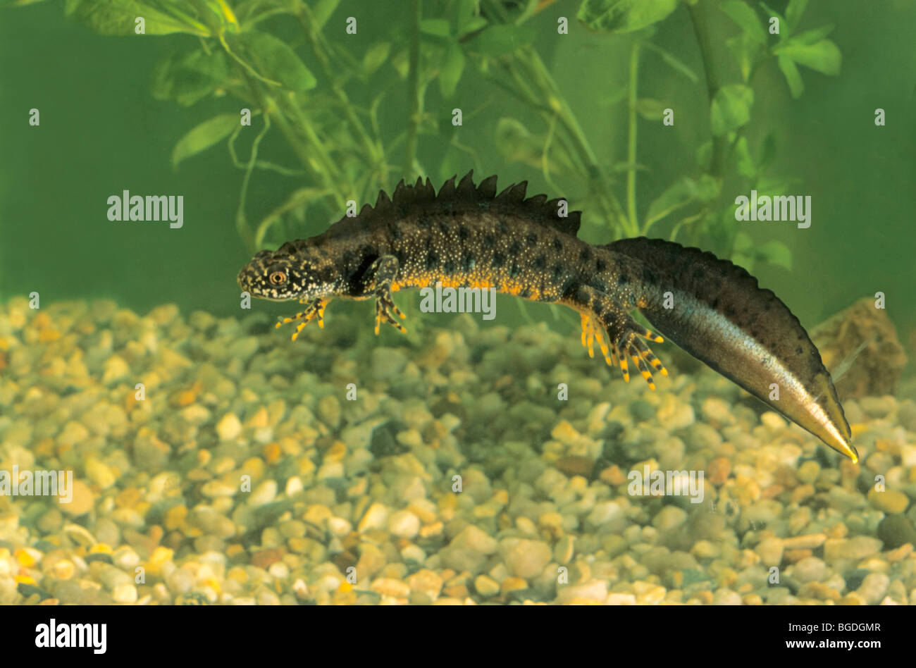 Great Crested Newt, Northern Crested Newt or Warty Newt (Triturus ...