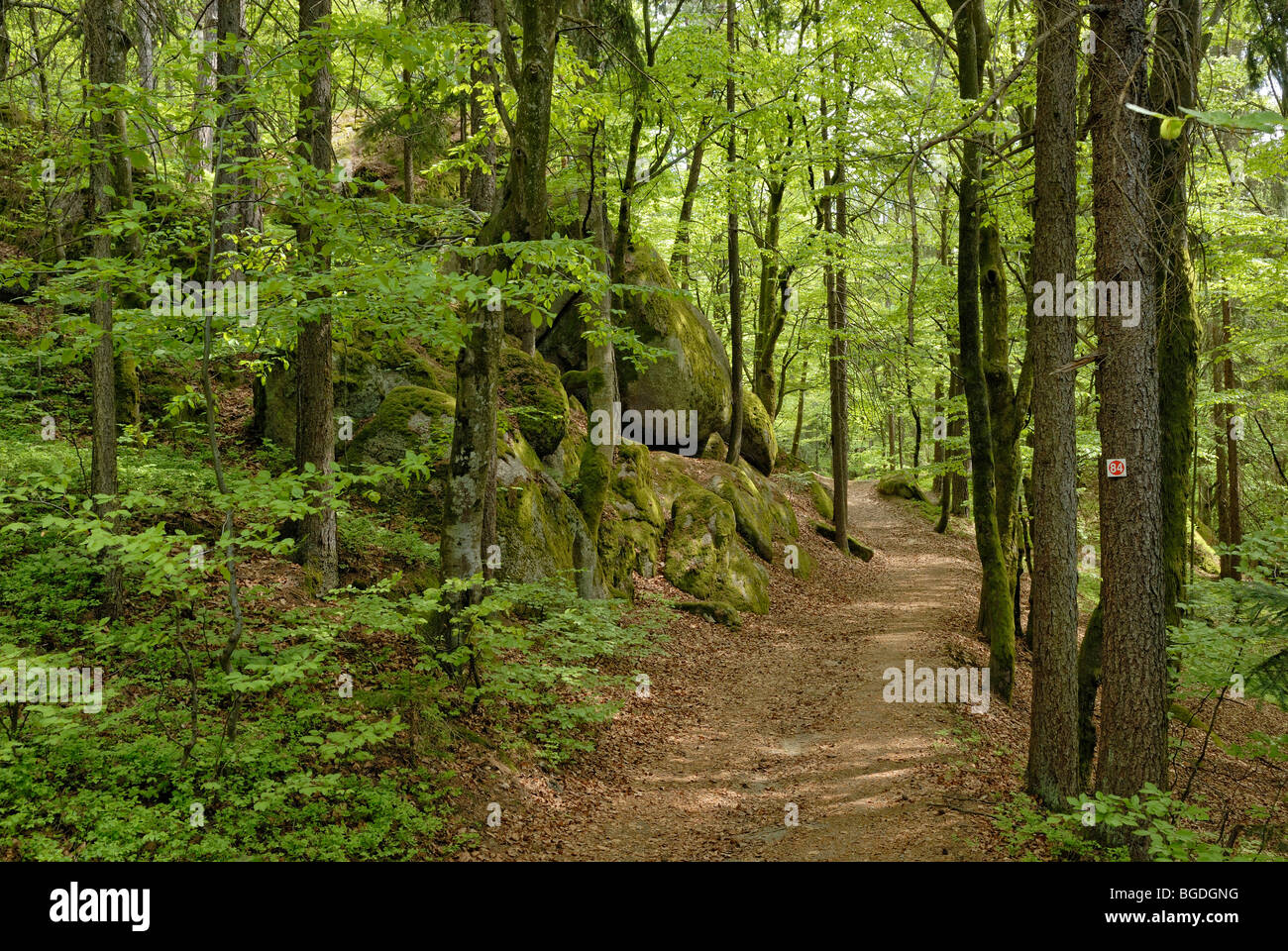 Hiking trail in a spring forest, Solla, Bavarian Forest, Lower Bavaria ...