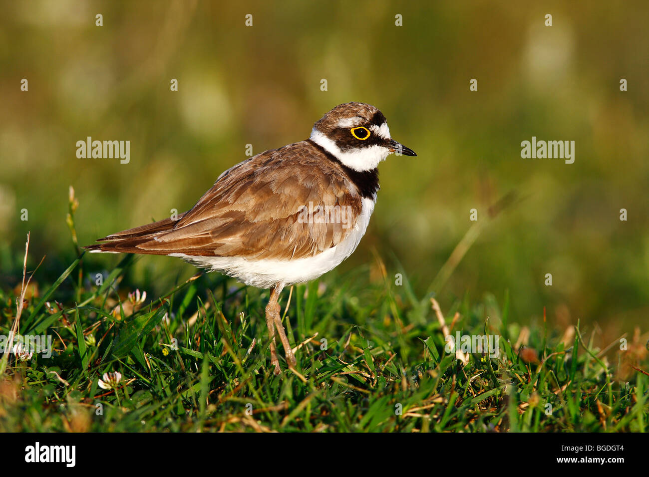 Little meadow birds hi-res stock photography and images - Alamy