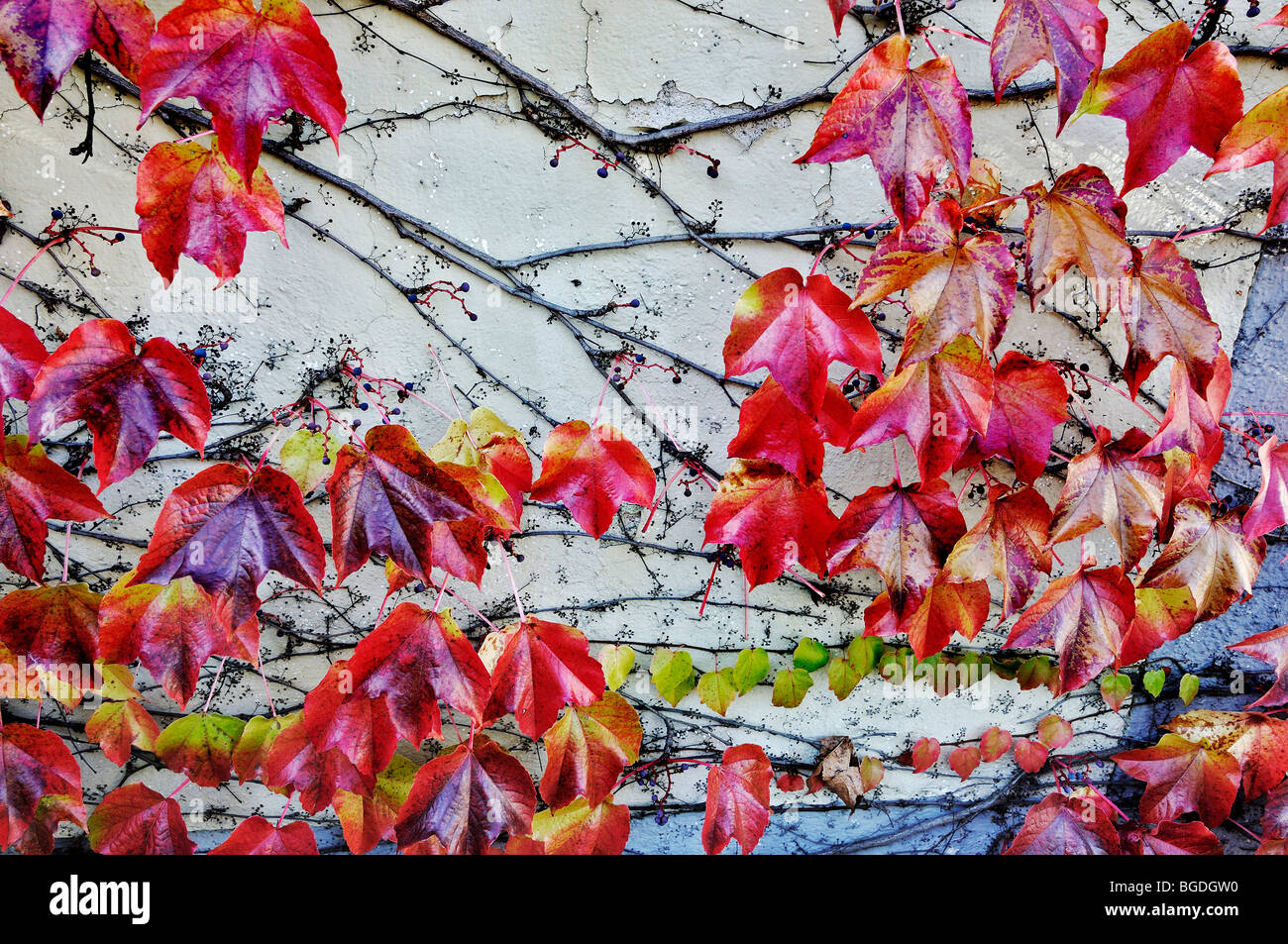 Japanese creeper, Boston ivy, Grape ivy, Japanese ivy, or woodbine ...