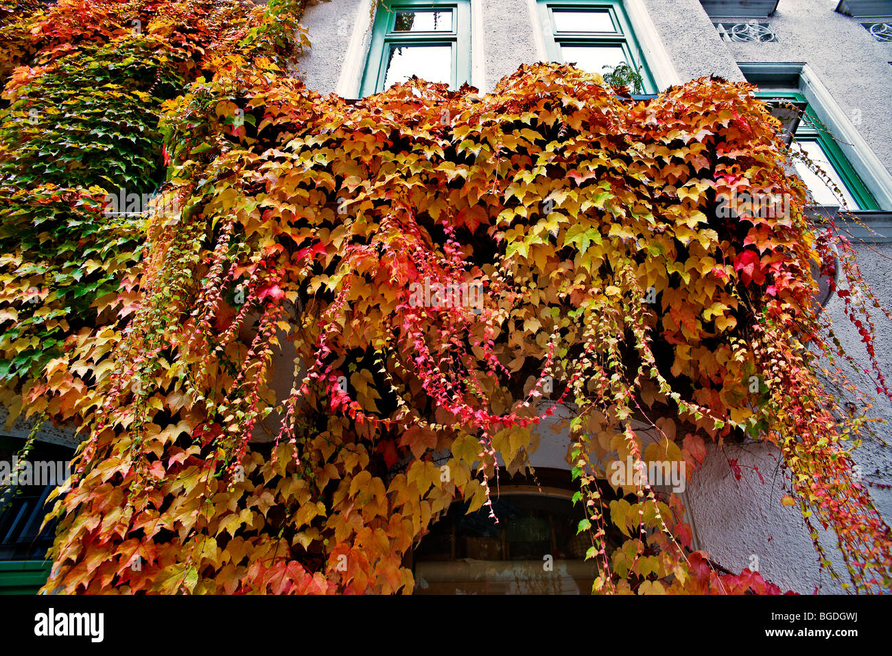 Japanese creeper, Boston ivy, Grape ivy, Japanese ivy, or woodbine ...
