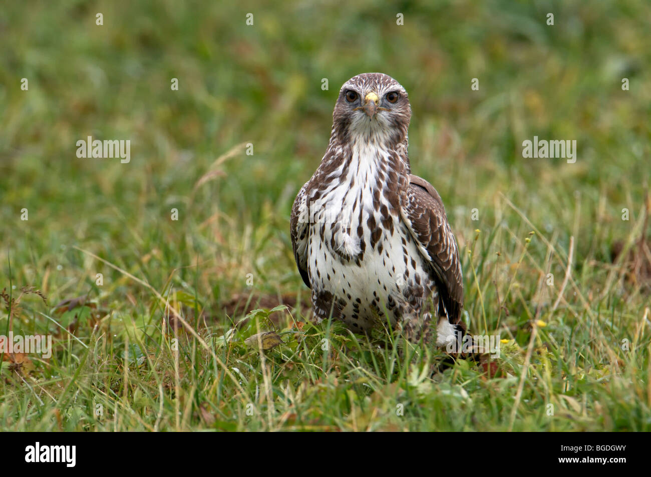 Buzzard (Buteo buteo Stock Photo - Alamy