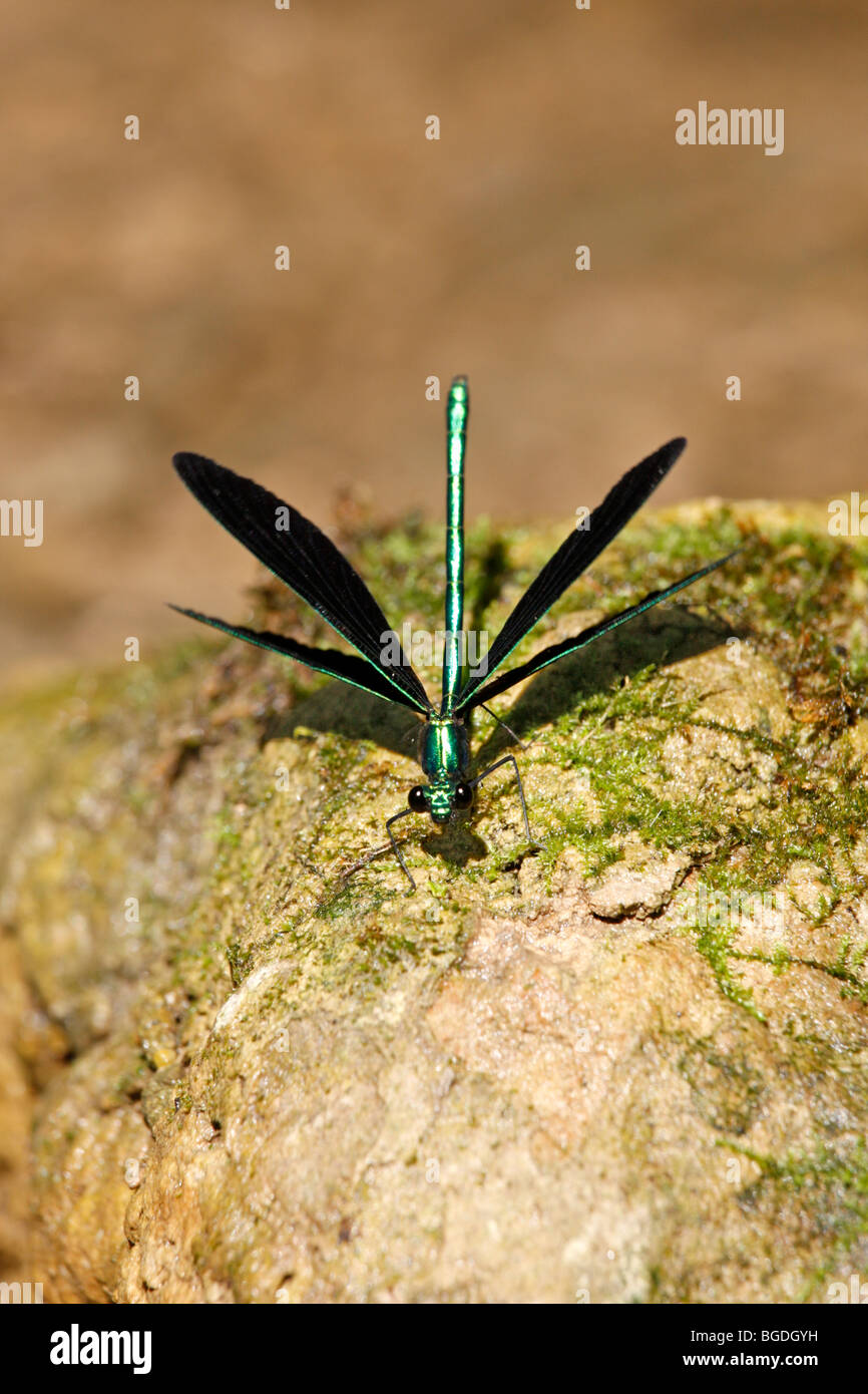 Ebony jewelwing damselflies hi-res stock photography and images - Alamy