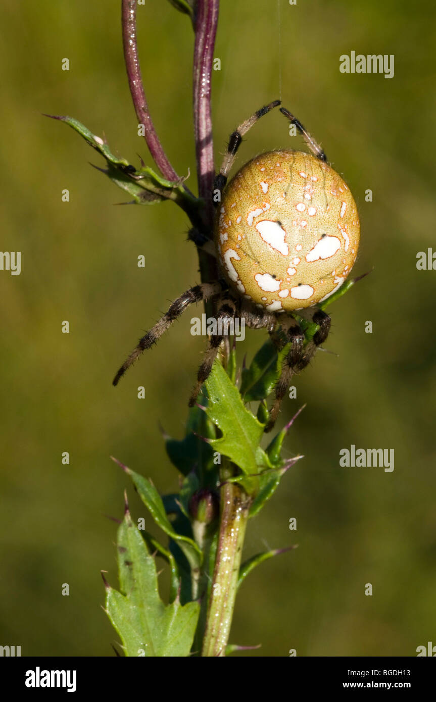 Radnetzspinne High Resolution Stock Photography and Images - Alamy