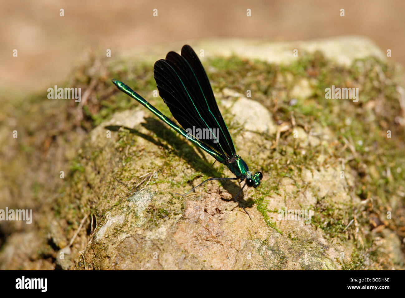 Black winged damselfly hi-res stock photography and images - Alamy