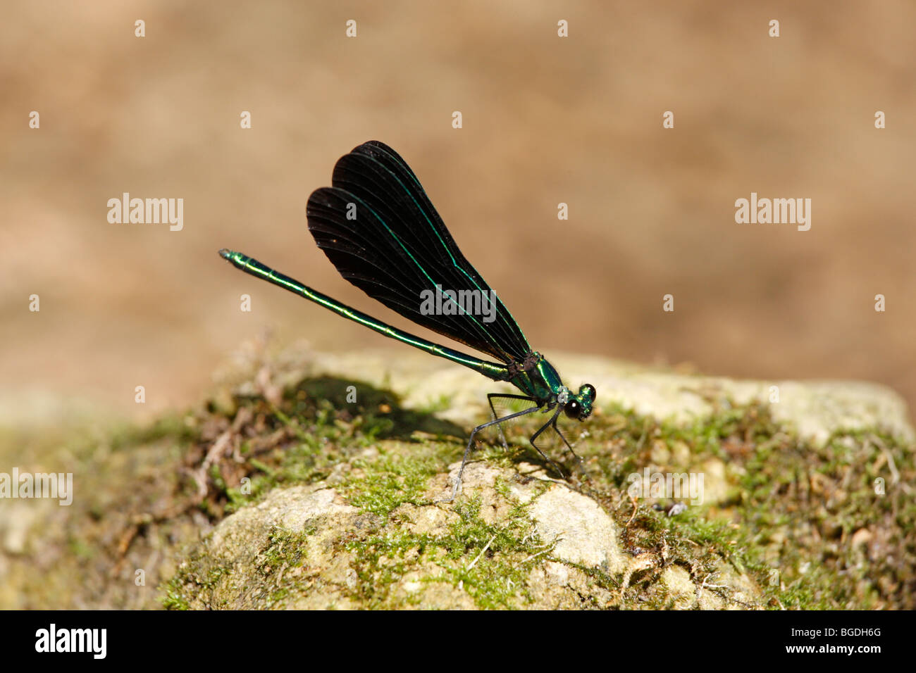 Black winged damselfly hi-res stock photography and images - Alamy