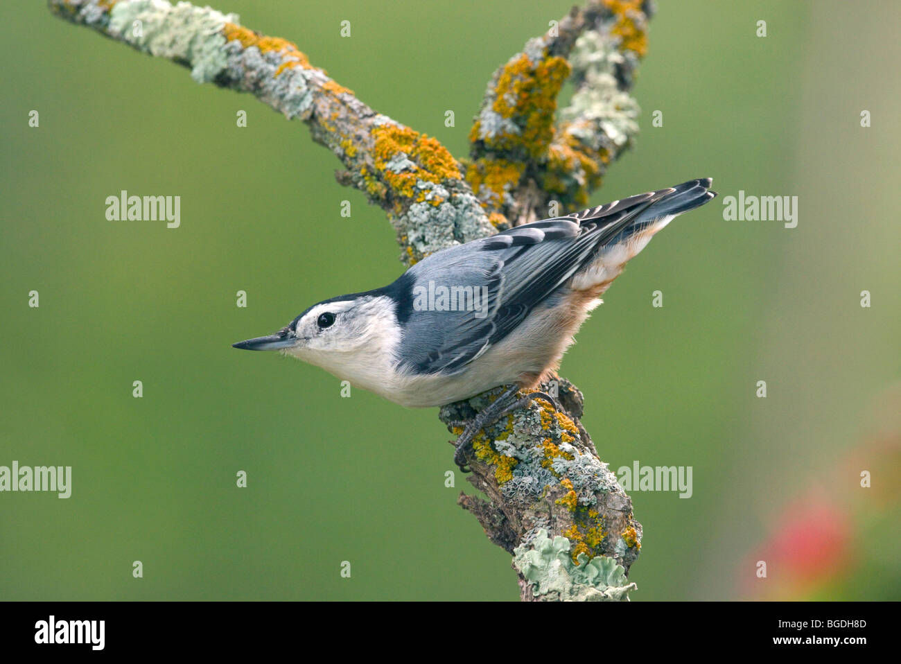 White breasted nuthatch image hi-res stock photography and images - Alamy