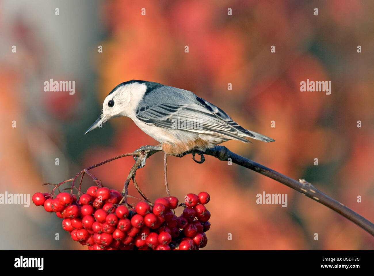 Nuthatch bird hi-res stock photography and images - Alamy