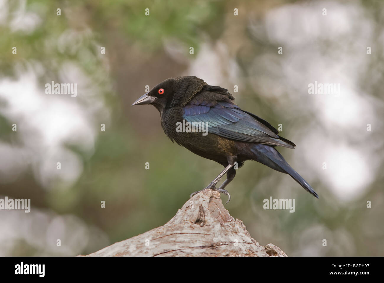 Bronzed cowbirds hi-res stock photography and images - Alamy