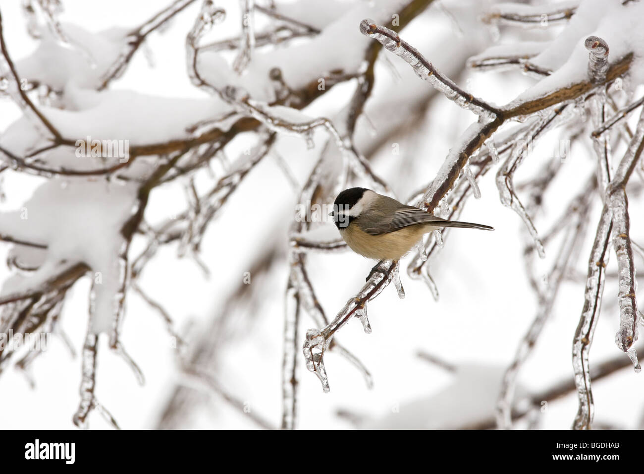 Winter chickadee hi-res stock photography and images - Alamy