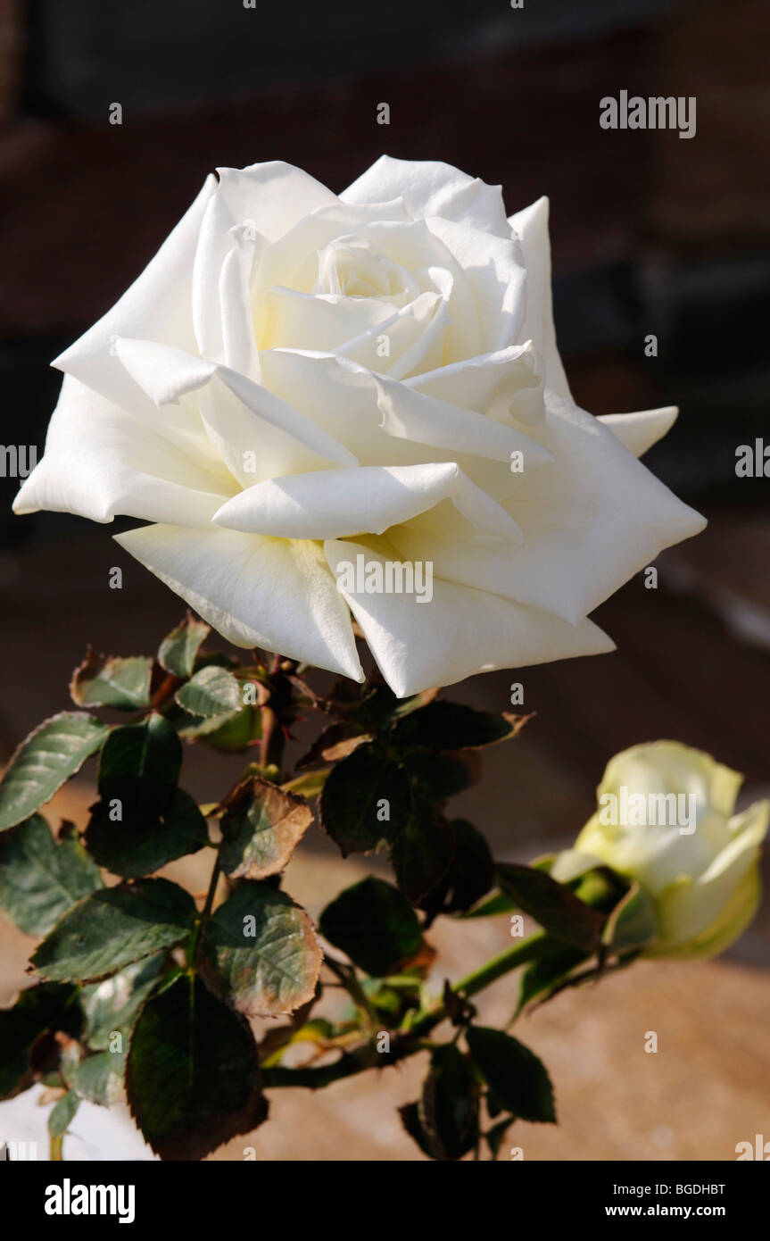 Griechische flora hi-res stock photography and images - Alamy