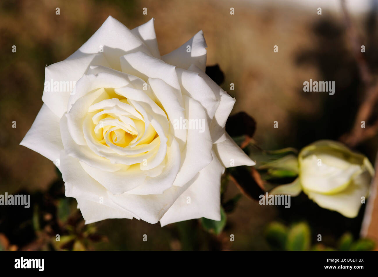 White rose, Naxos, Cyclades, Greece, Europe Stock Photo - Alamy