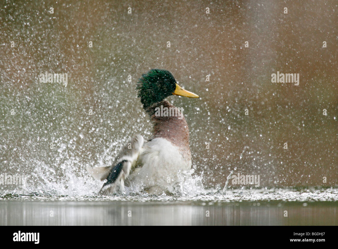 Flapping ducks hi-res stock photography and images - Alamy
