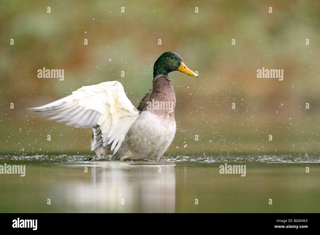 American mallard ducks hi-res stock photography and images - Alamy