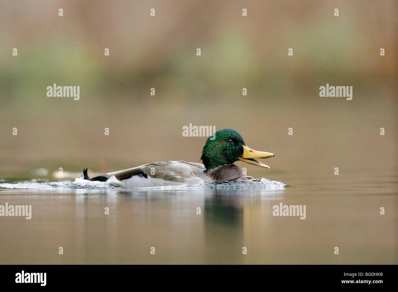 Mallard hi-res stock photography and images - Alamy
