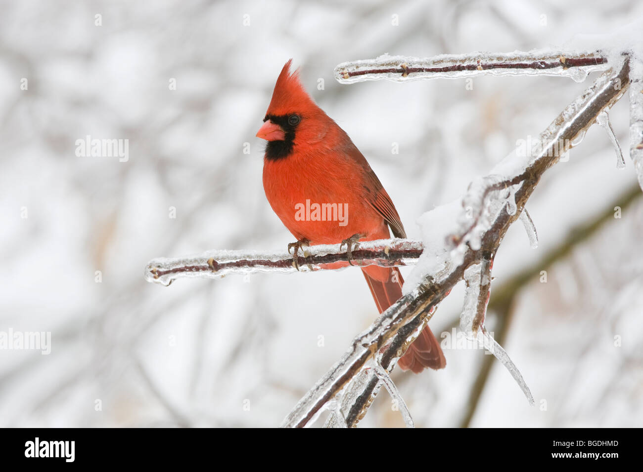 Male Northern Cardinal in Winter Ice Storm Stock Photo - Alamy