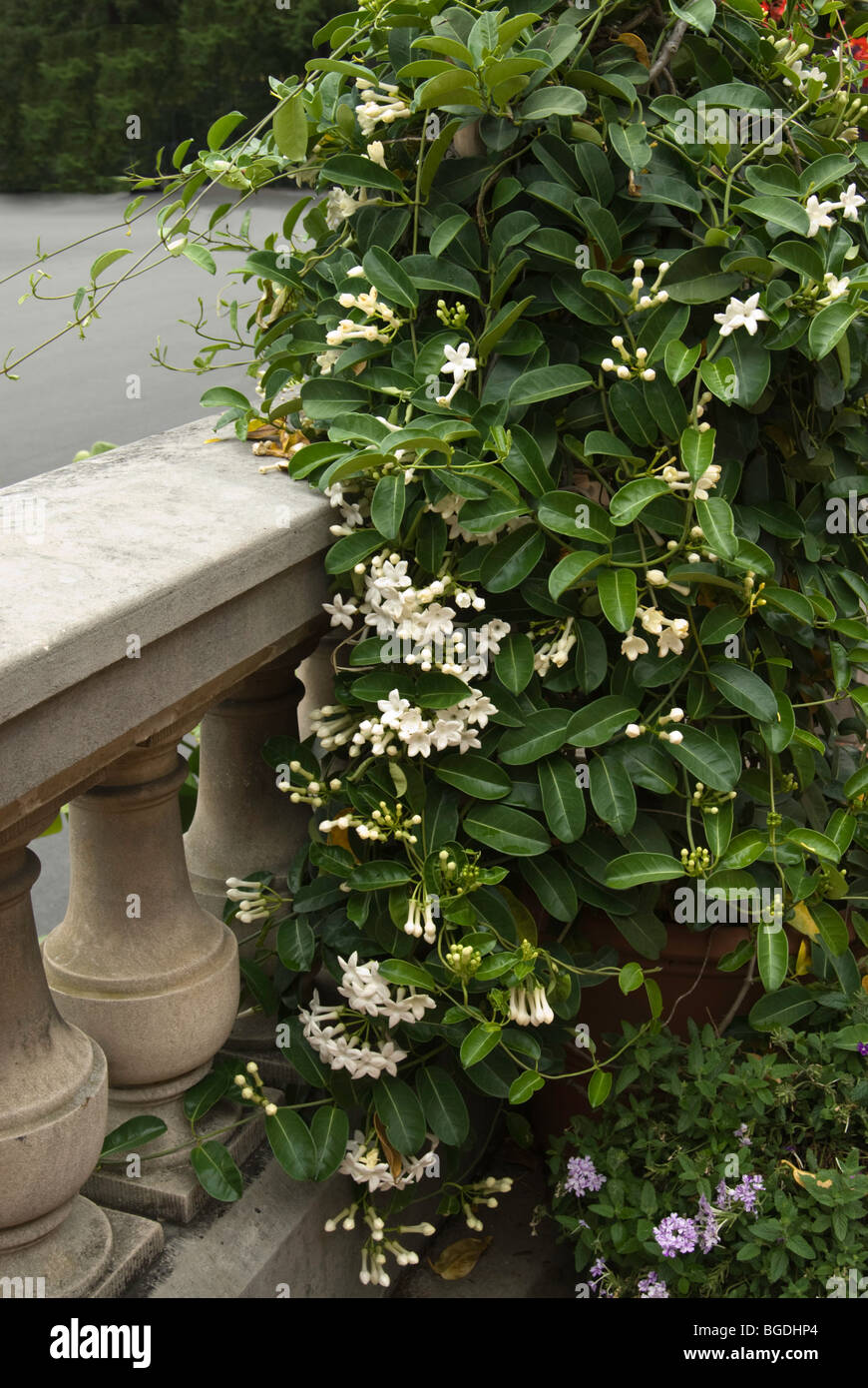 Stephanotis Floribunda Vine