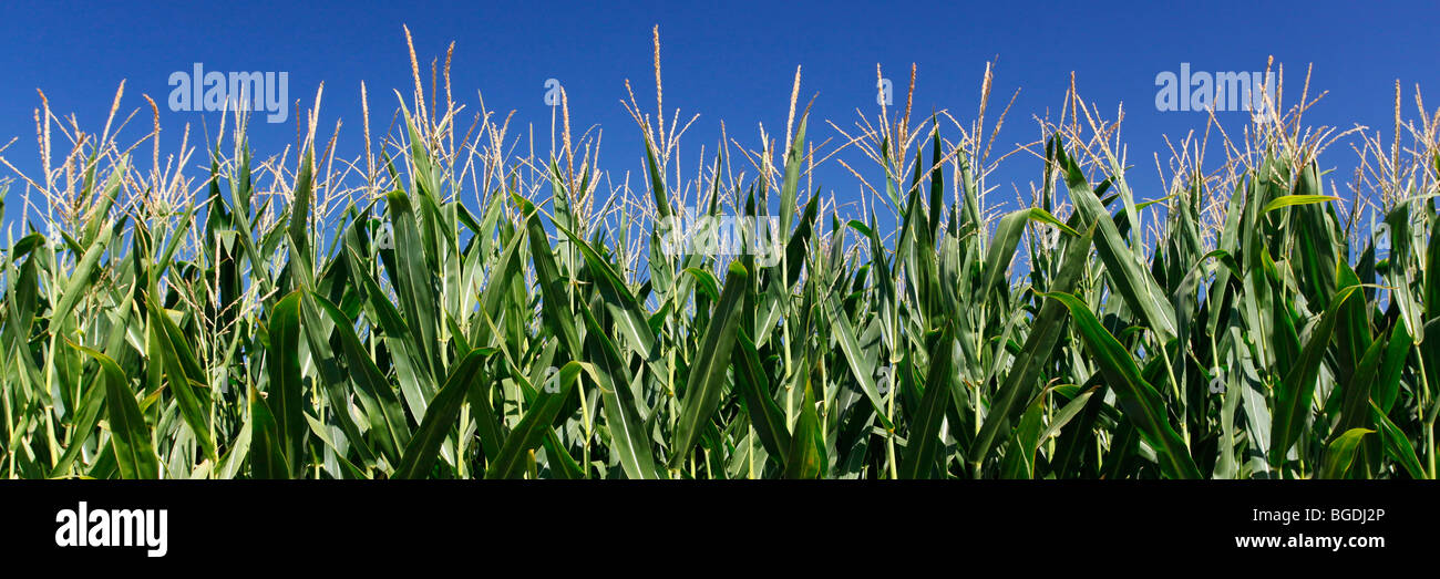 California corn irrigation hi-res stock photography and images - Alamy