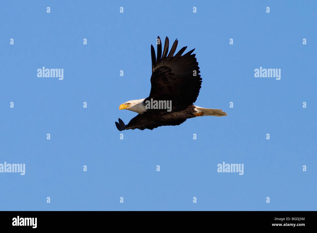 Adult bald eagle with wing spread hi-res stock photography and images - Alamy