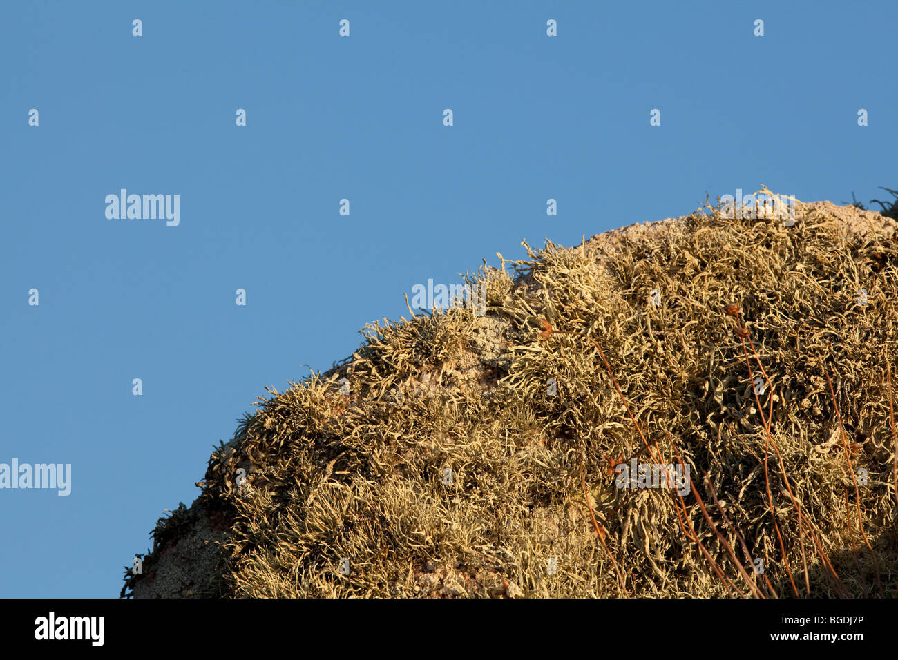 Sea Ivory, Ramalina siliquosa Stock Photo - Alamy