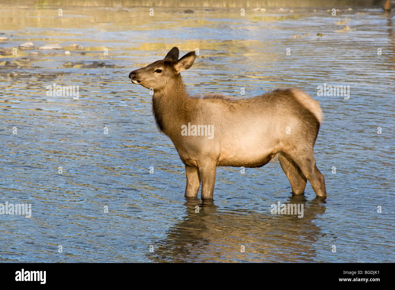 Cute baby elk hi-res stock photography and images - Alamy