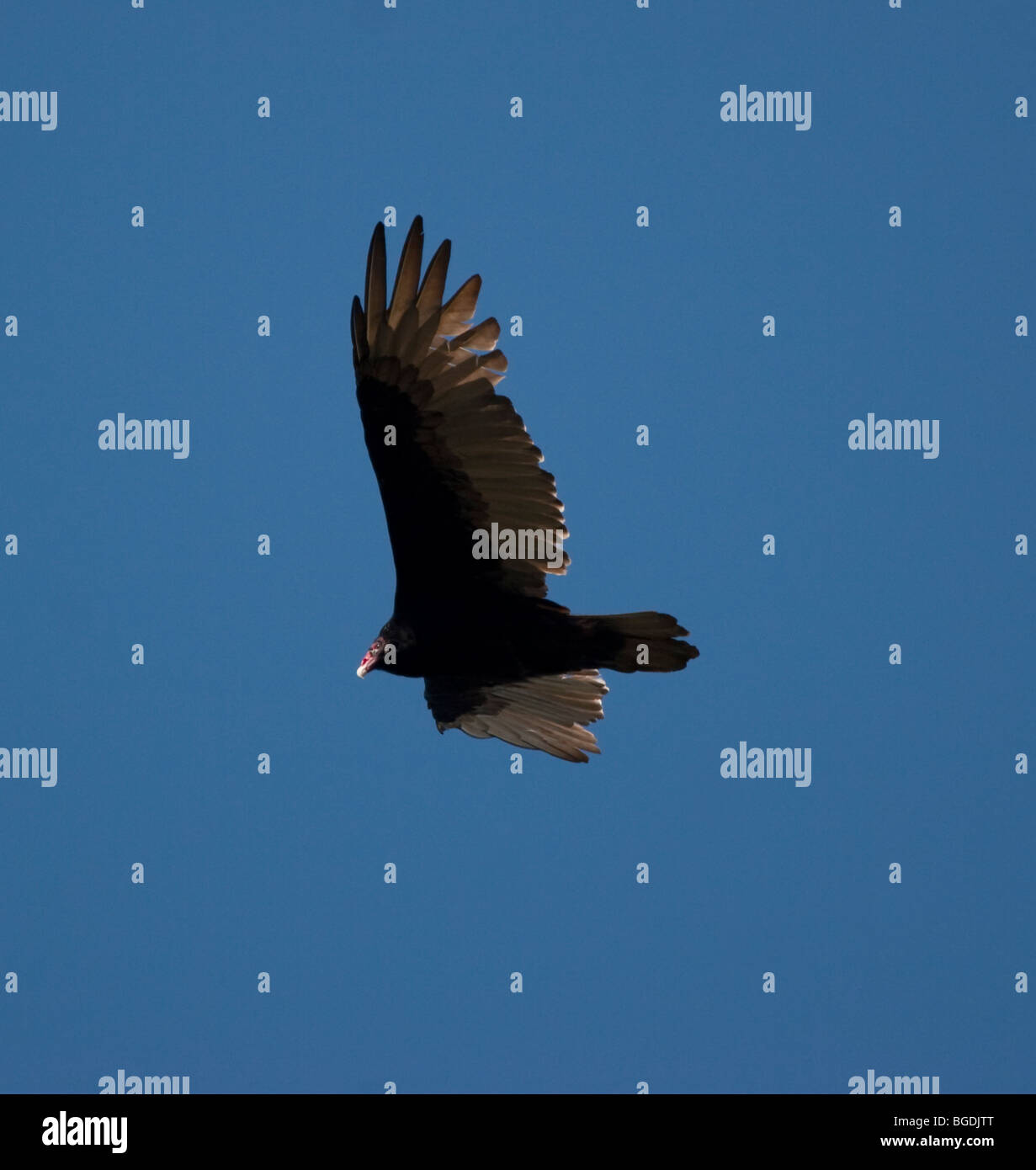 Turkey vulture canada hi-res stock photography and images - Alamy