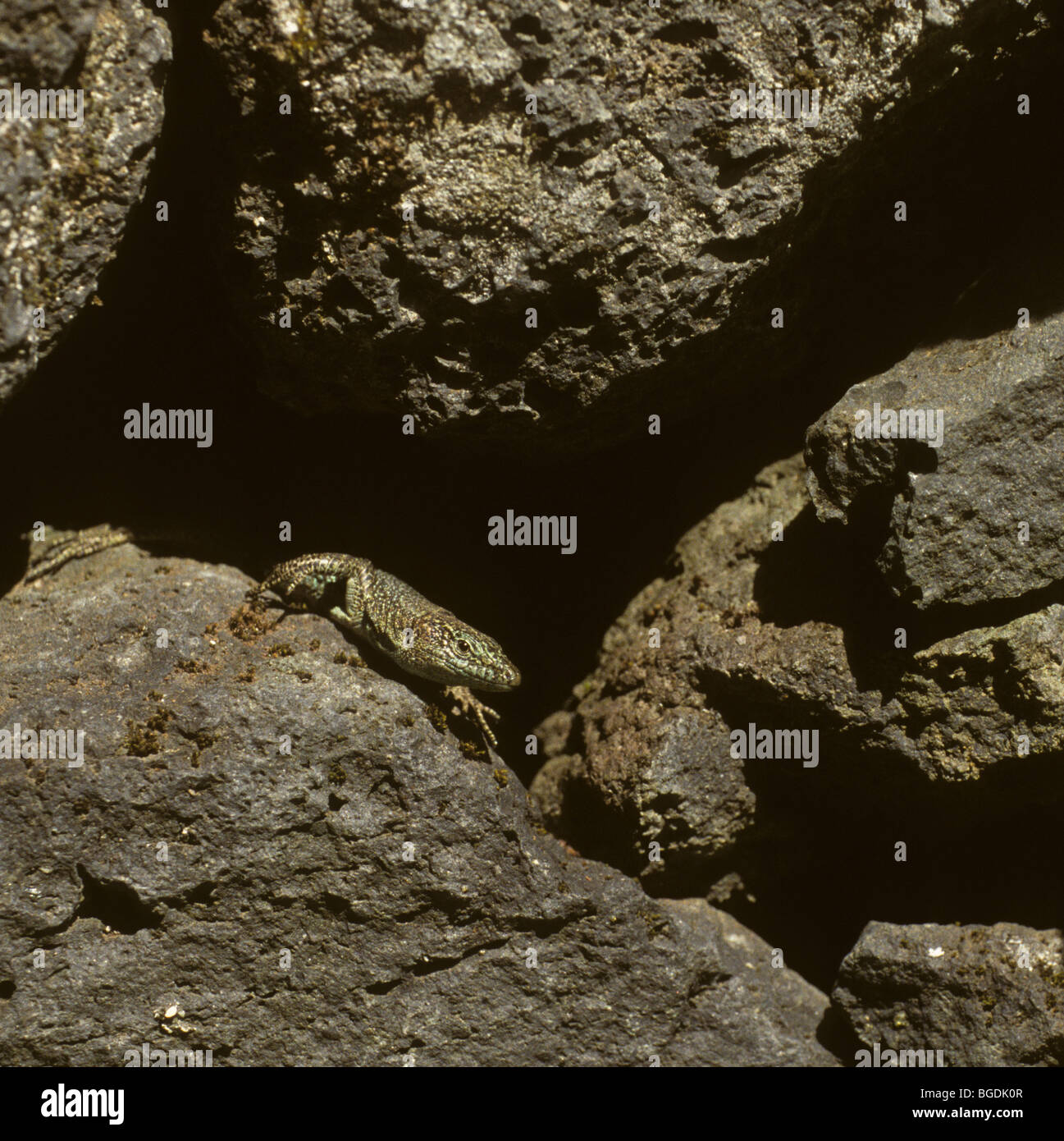 Lizard portugal hi-res stock photography and images - Alamy