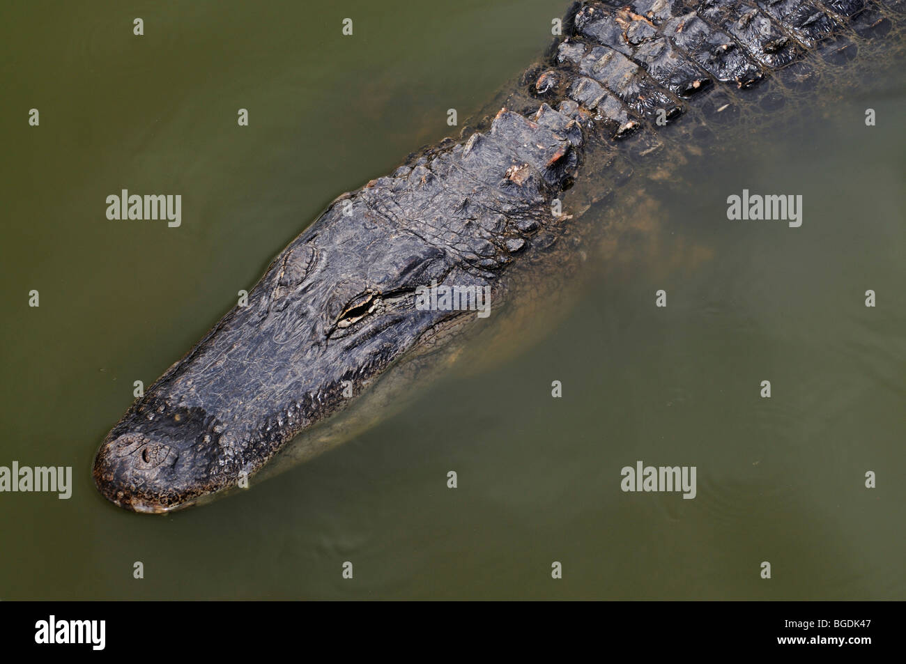 Alligator in the Everglades National Park, Miami, Florida, USA Stock ...