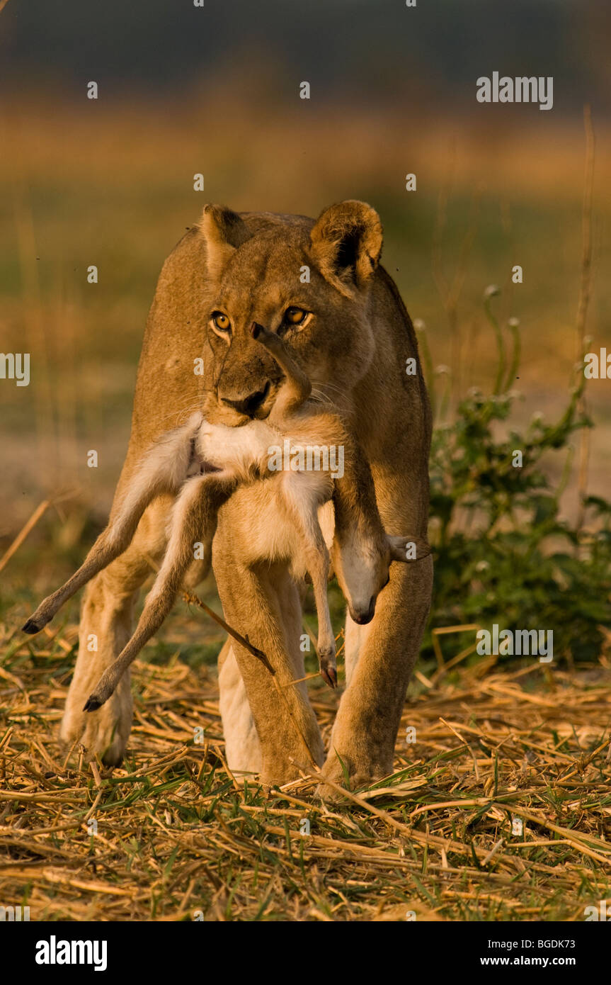 Lion with a buck hi-res stock photography and images - Alamy