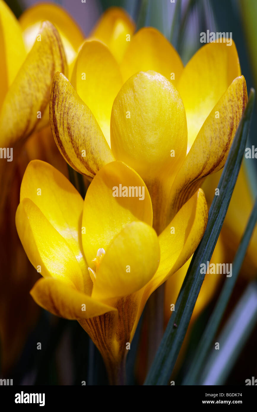 Saturnus hi-res stock photography and images - Alamy