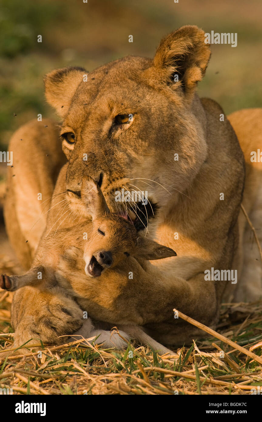 A lioness with new-born bush buck prey Stock Photo - Alamy