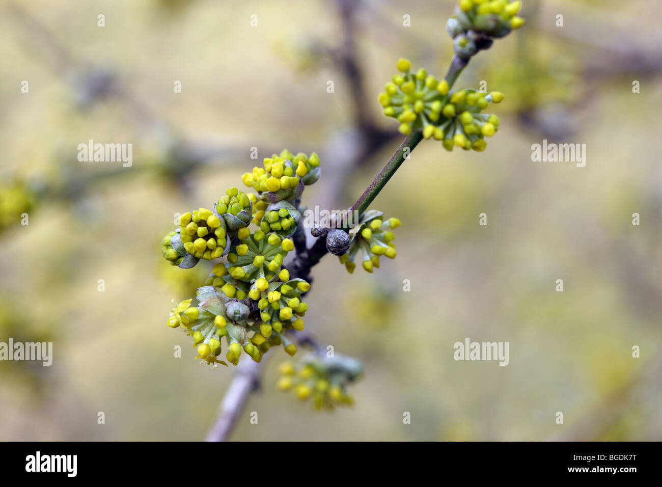 Cornus mas - Cornelian Cherry, winter flowers Stock Photo - Alamy